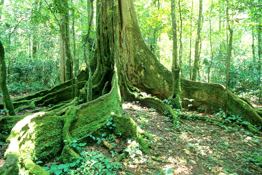 National Parks - F. Kings Tours and Safaris Kenya Ltd